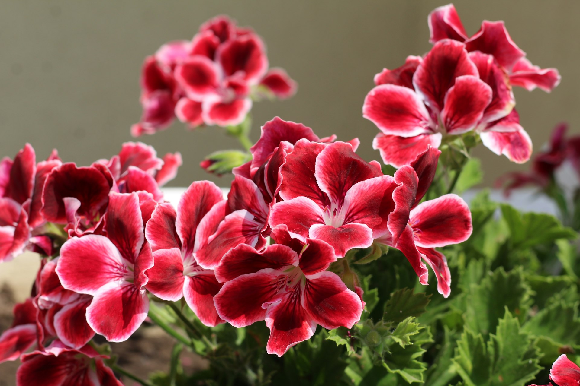 LE PELARGONIUM | Pharma Santé
